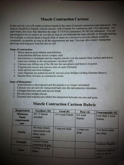 Solved I have to do a cartoon on muscle contraction and I am | Chegg.com