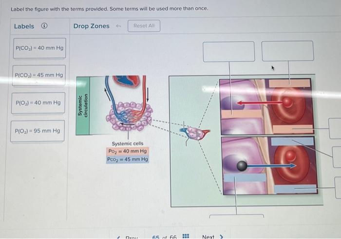 Solved Label the figure with the terms provided. Some terms | Chegg.com