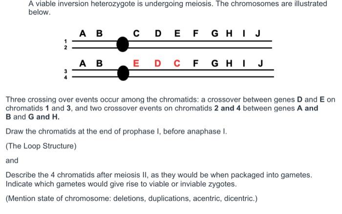 Solved A viable inversion heterozygote is undergoing | Chegg.com