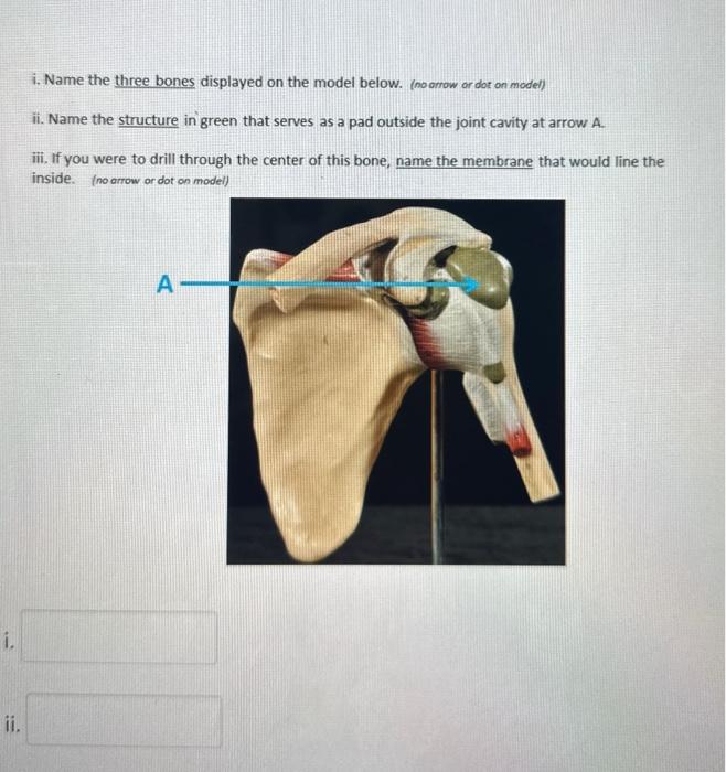 [Solved]: note: No arrows or dots on model. i. Name the sut