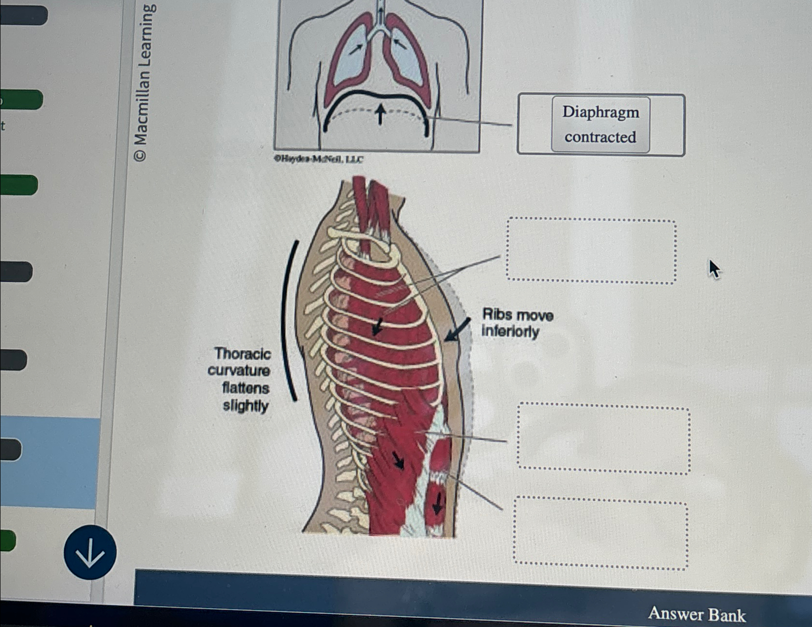 Solved Label the image below with the correct muscle | Chegg.com