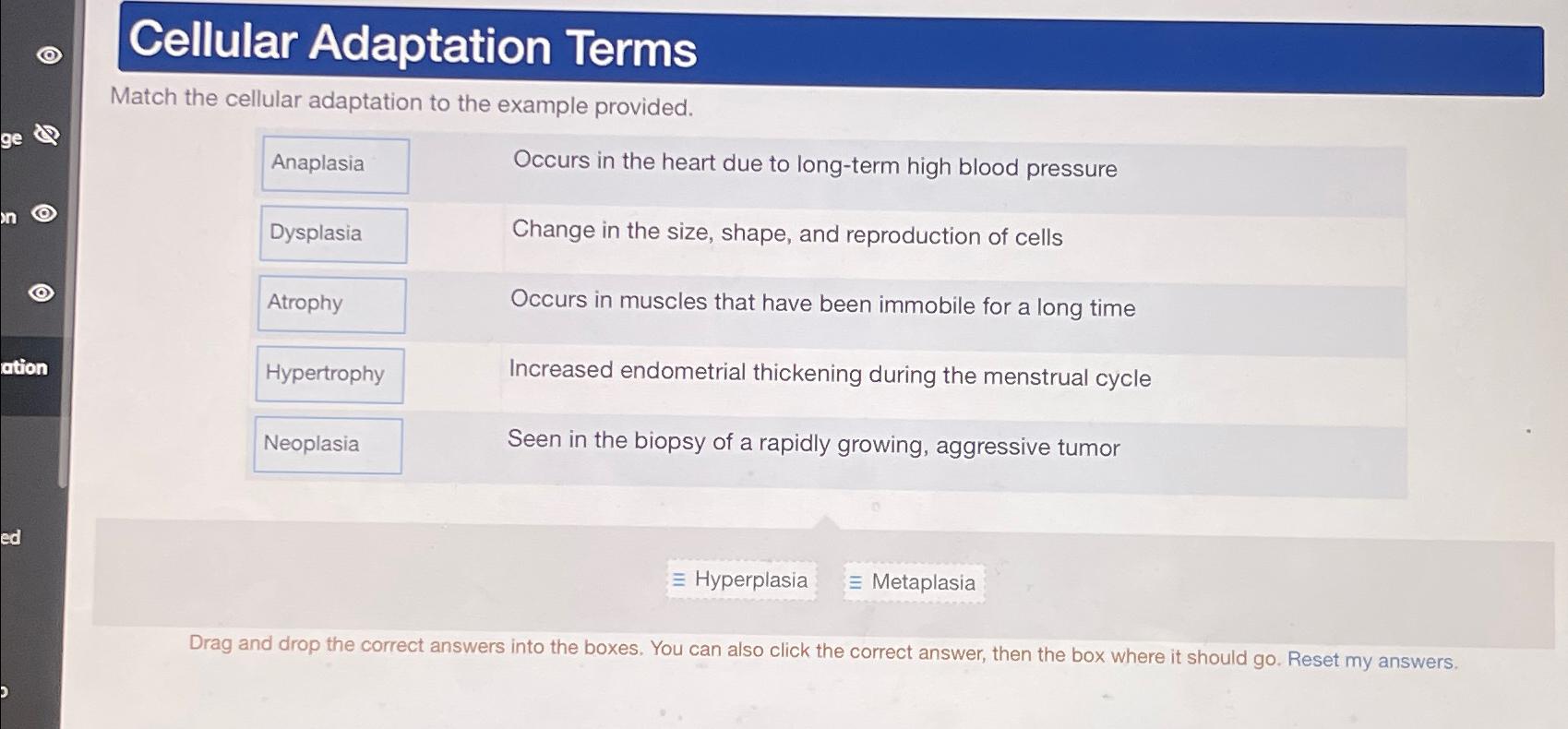 Solved Cellular Adaptation TermsMatch the cellular | Chegg.com