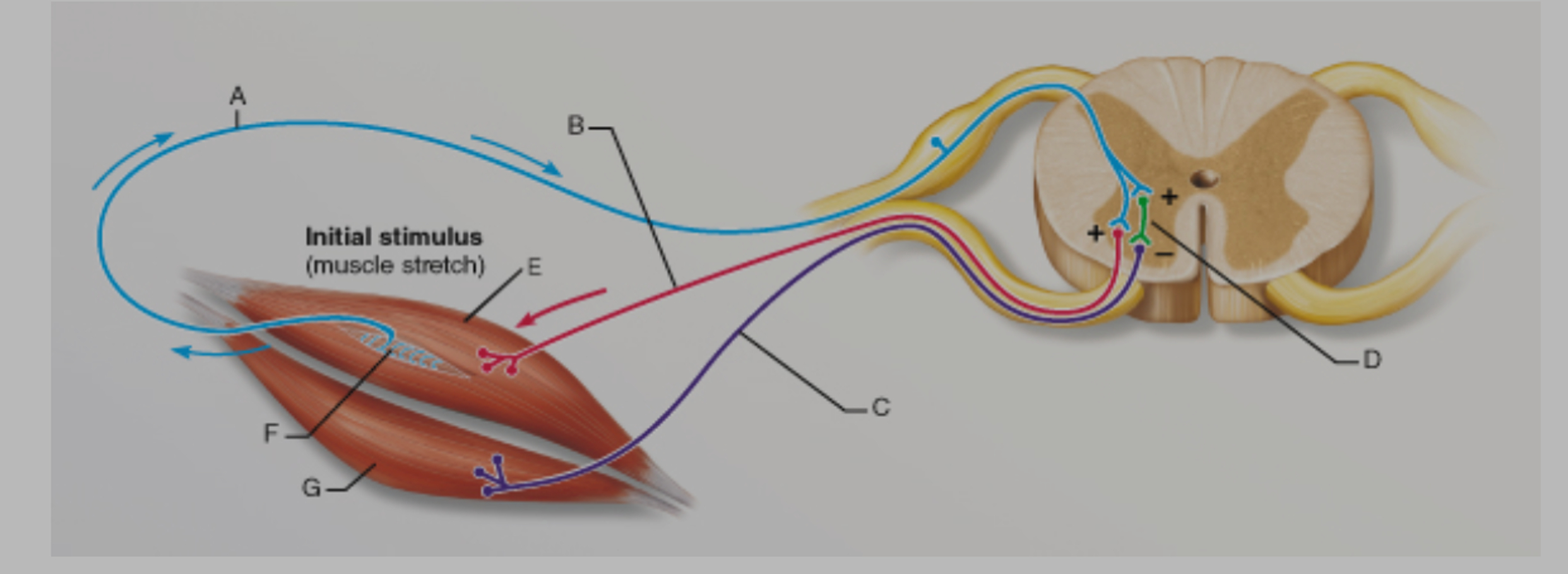 Solved What is the type of reflex represented by the pathway | Chegg.com