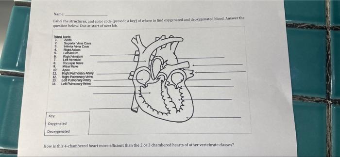 Solved Name: Label the structures, and color code (provide a | Chegg.com