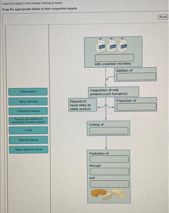 Solved Label the steps in the cheese-making process. Drag | Chegg.com