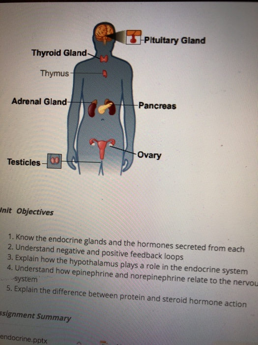 Solved Pituitary Gland Thyroid Gland Thymus Adrenal Gland | Chegg.com