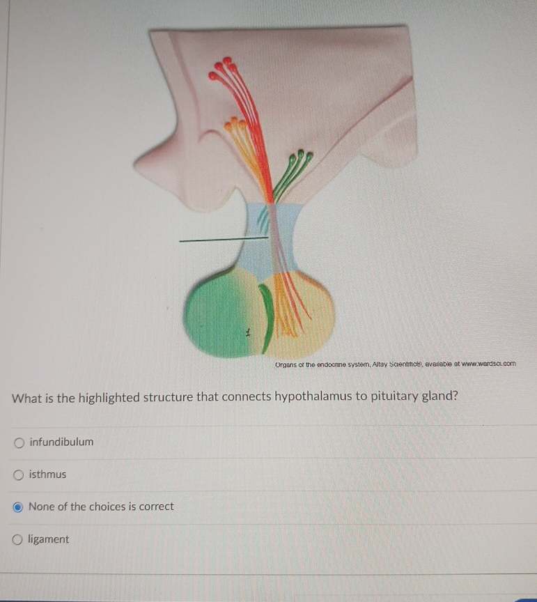 Solved What is the highlighted structure that connects | Chegg.com