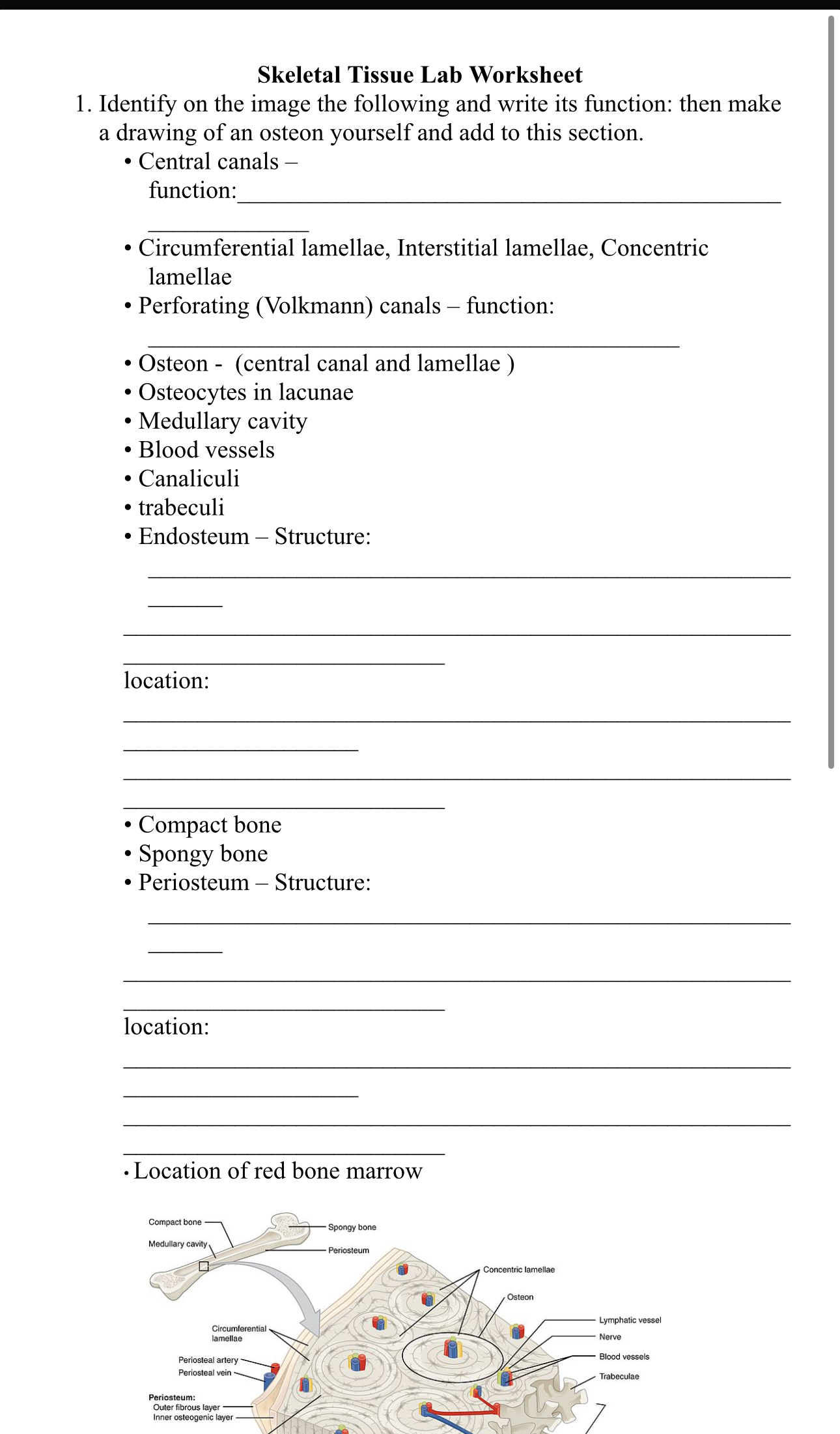 Solved Skeletal Tissue Lab WorksheetIdentify on the image | Chegg.com