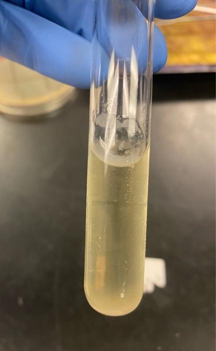 Solved can you help me identify the unknown bacteria using | Chegg.com