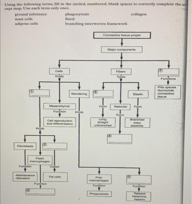Solved Using the following terms, fill in the circled, | Chegg.com