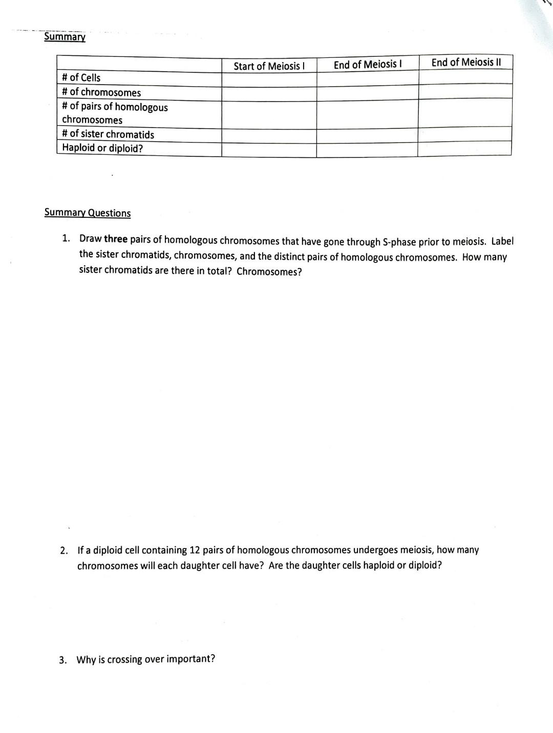 Solved Meiosis Worksheet Illustrate the steps of meiosis | Chegg.com