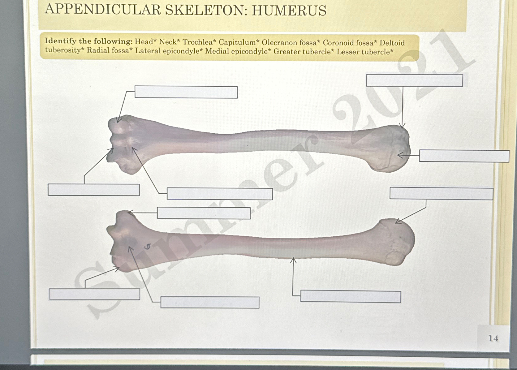 Solved APPENDICULAR SKELETON: HUMERUSIdentify the following: | Chegg.com