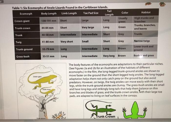 1. Did your groupings match the ecomorphs described? | Chegg.com