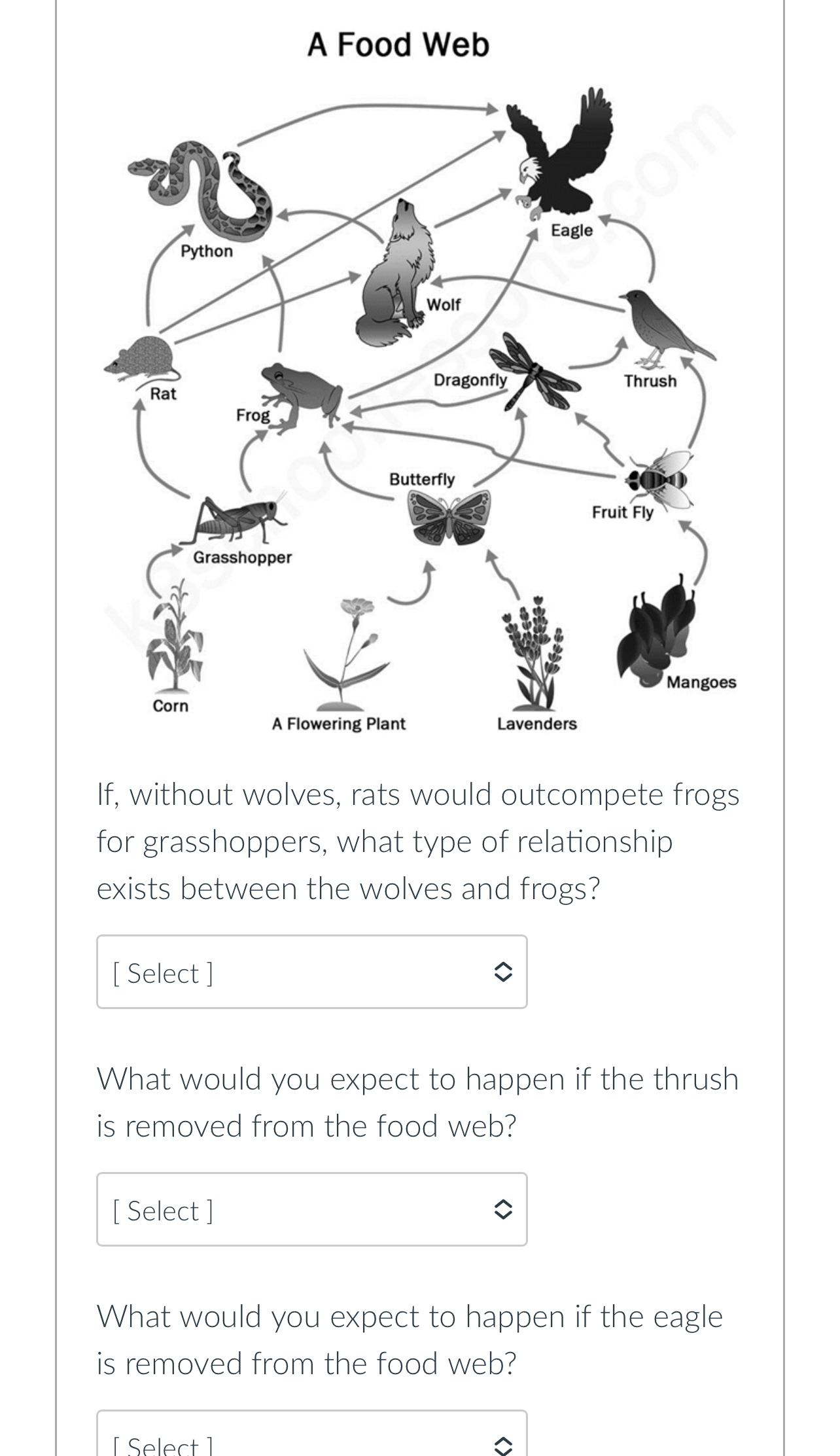 Solved A Food WebIf, ﻿without wolves, rats would outcompete | Chegg.com