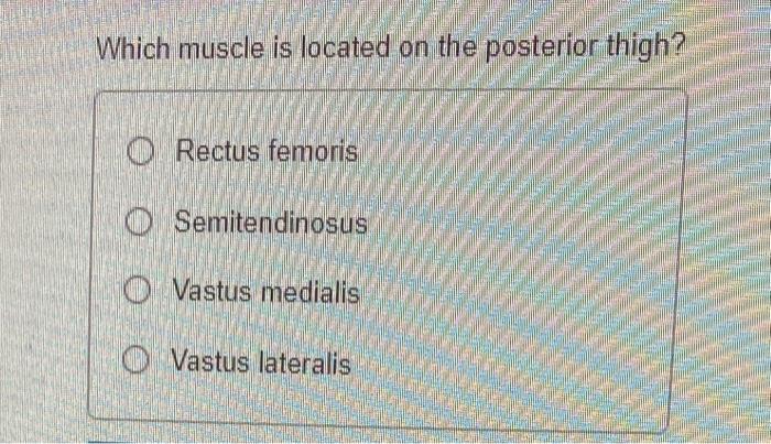 Solved Which muscle is located on the posterior thigh? | Chegg.com