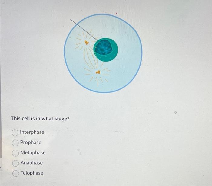 Solved This cell is in what stage? Interphase Prophase | Chegg.com