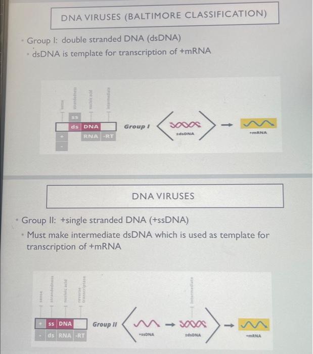 Solved BALTIMORE CLASSIFICATION OF VIRUSESGroup l: double | Chegg.com