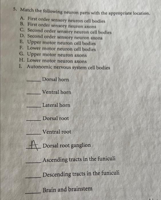 Solved 5. Match the following neuron parts with the | Chegg.com