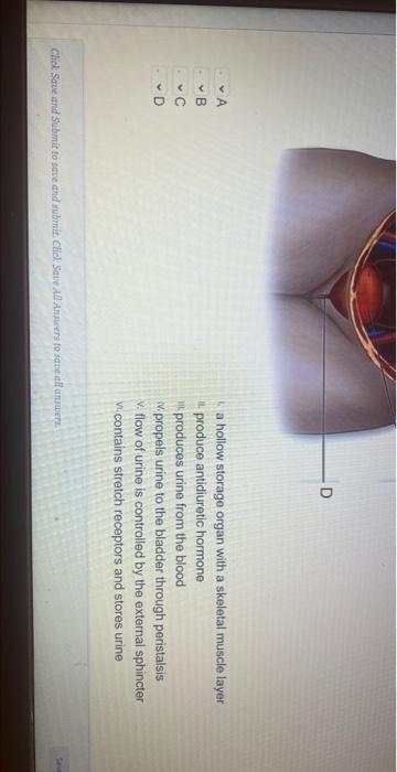 Solved Match the Urinary System organs (labelled A - D) with | Chegg.com