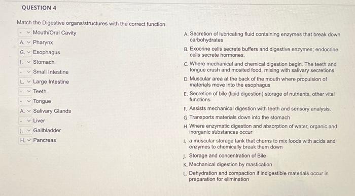 Solved Match the Digestive organs/structures with the | Chegg.com