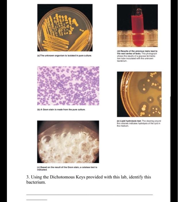 Solved 3. Using the Dichotomous Keys provided with this lab, | Chegg.com