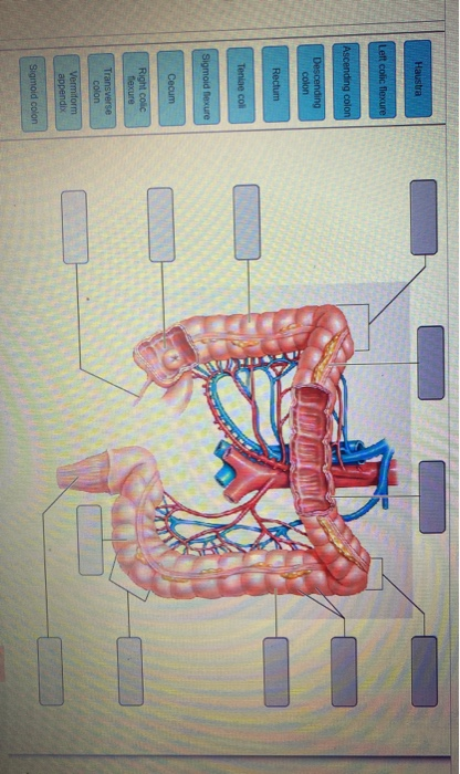 Solved Haustra Left colic flexure Ascending colon Descending | Chegg.com