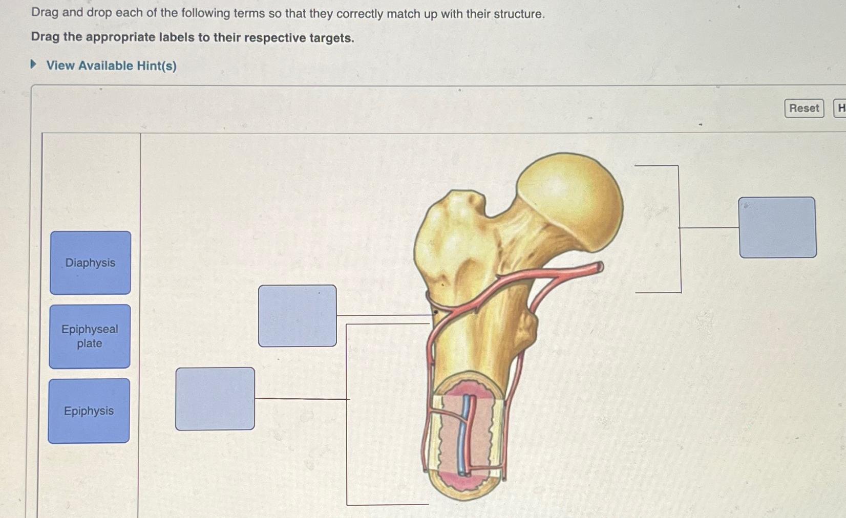 Solved Drag and drop each of the following terms so that | Chegg.com