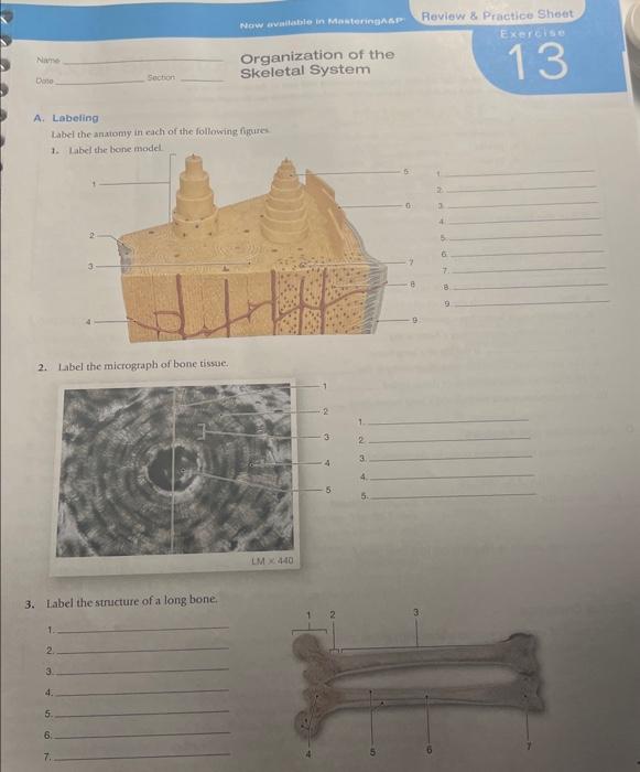Solved Name Date A. Labeling Label the anatomy in each of | Chegg.com
