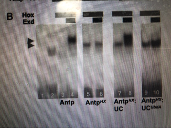 lexes Ubd UC Ubx Antp AntpHX AntpHX:UCH AntpHX:UCUDA | Chegg.com