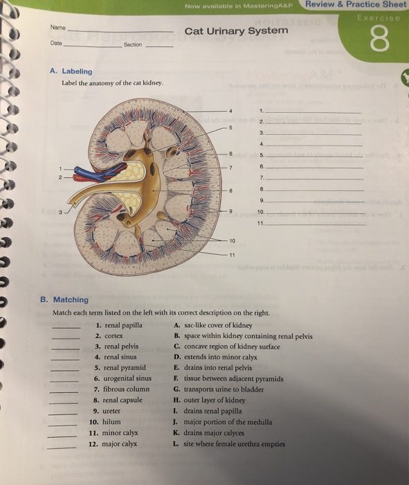 Solved Now available in MasteringA&P Review & Practice Sheet | Chegg.com