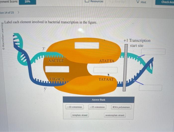 Solved Label each element involved in bacterial | Chegg.com Solved Label each element involved in bacterial | Chegg.com