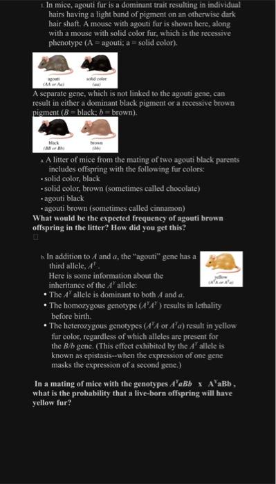 Solved 1. In mice, agouti fur is a dominant trait resulting | Chegg.com