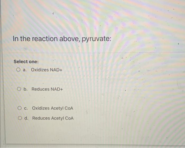 Solved Pyruvate In the reaction above, pyruvate: Select | Chegg.com