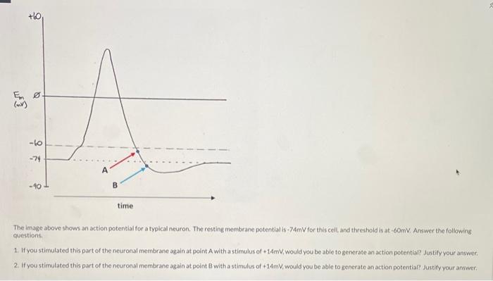 Solved The image above shows an action potential for a | Chegg.com