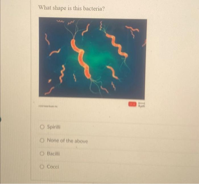Solved What shape is this bacteria? O Spirilli O None of the | Chegg.com