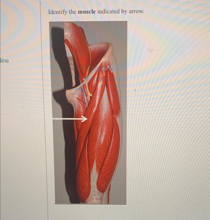 Solved Identify the muscle indicated by arrow. Identify the | Chegg.com