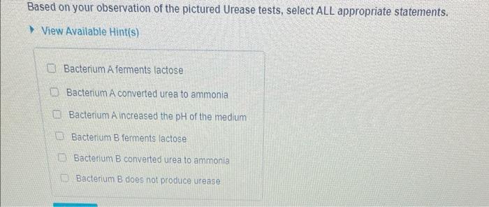 Solved Two specimens, A and B were inoculated into Urea | Chegg.com