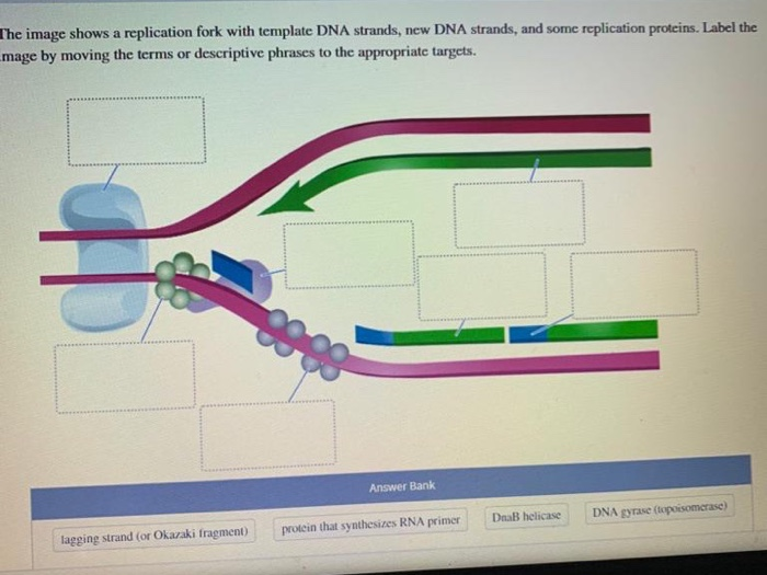 The image shows a replication fork with template DNA | Chegg.com