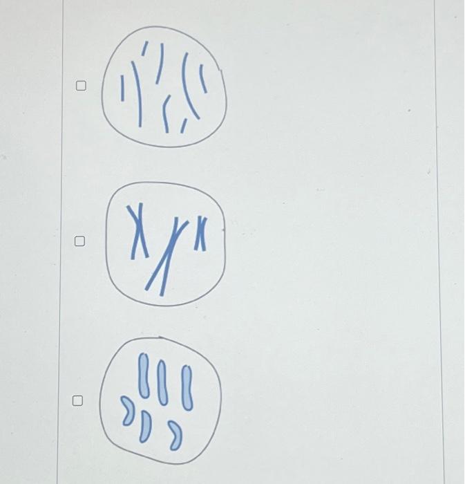 Solved Which student models show a 2n = 6 cell? Select all | Chegg.com