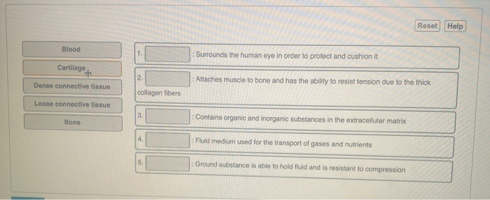 Solved match each of the following connective tissue types | Chegg.com