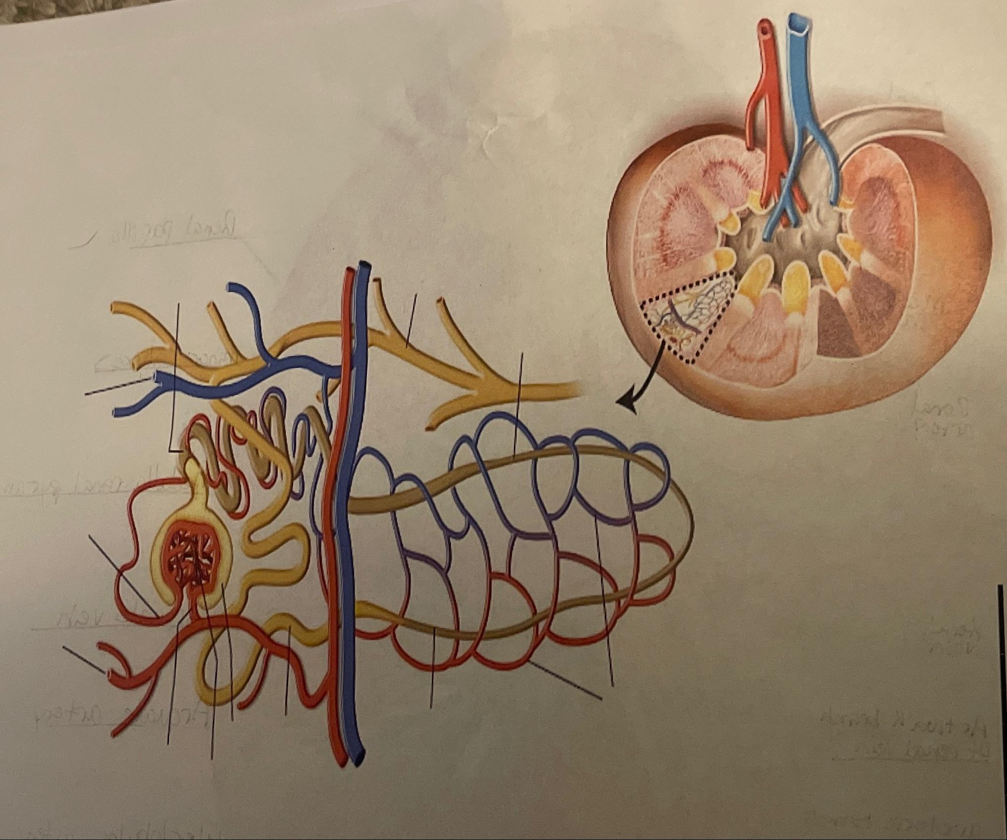 Solved Labeling the nephron along with supporting blood | Chegg.com