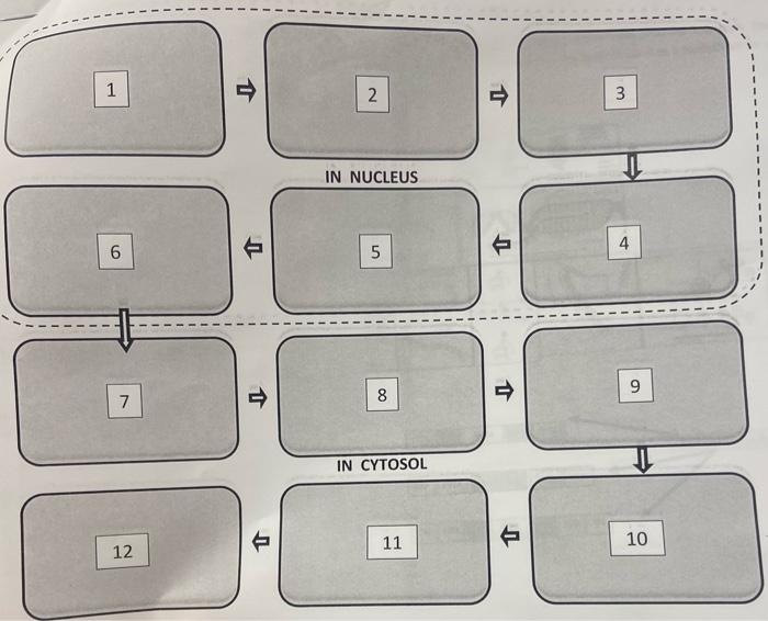 Solved Gene Expression Worksheet: Directions: Carefully cut | Chegg.com