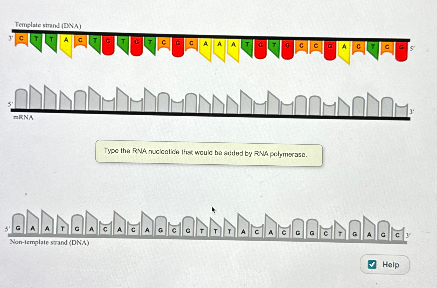 Solved Template strand (DNA)Type the RNA nucleotide that | Chegg.com