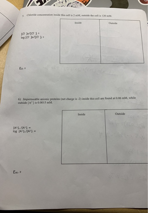 Solved Chloride concentration inside this cell is 2 mM, | Chegg.com
