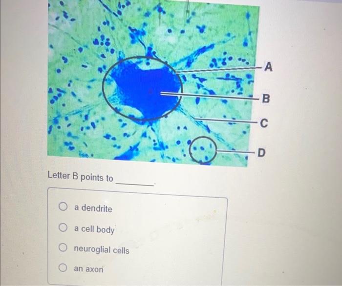 Solved Letter A points to neuroglial cells a neuron an axon | Chegg.com