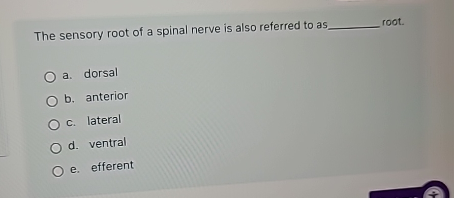 Solved The sensory root of a spinal nerve is also referred | Chegg.com