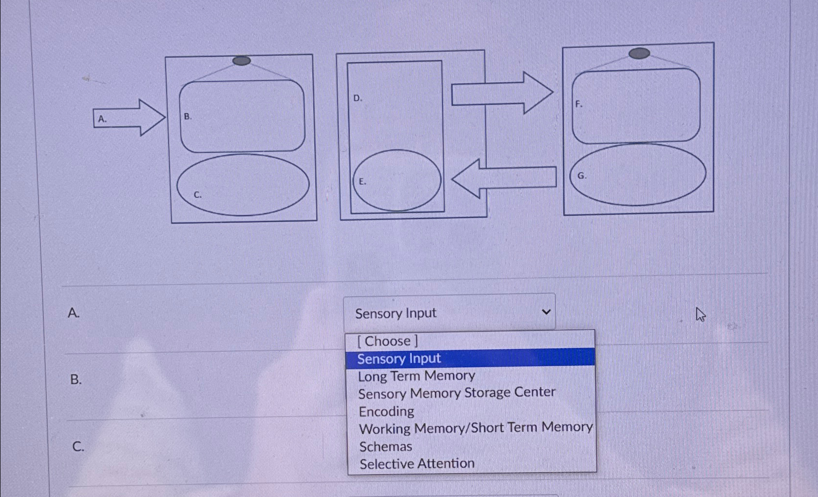 Solved A.Sensory Input[Choose]Sensory InputB.Long Term | Chegg.com