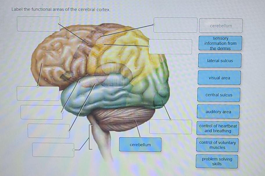 Solved Label the functional areas of the cerebral cortex. | Chegg.com