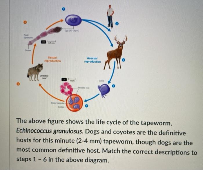 Tapeworm Life Cycle Diagram