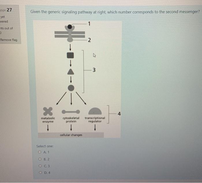 Solved Question 26 Given the generic signaling pathway at | Chegg.com